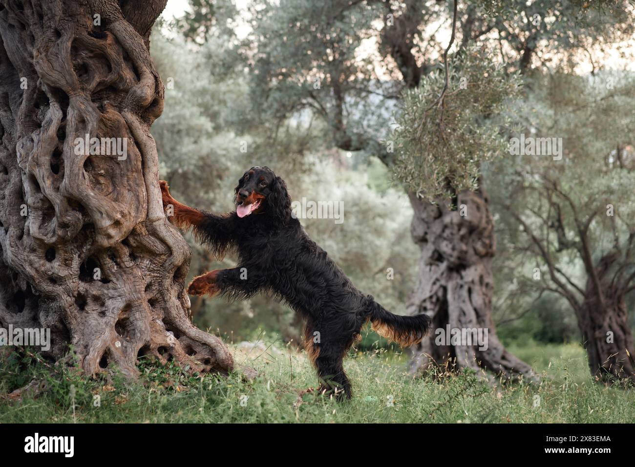 Gordon Setter interacts with an ancient olive tree, lively and ...