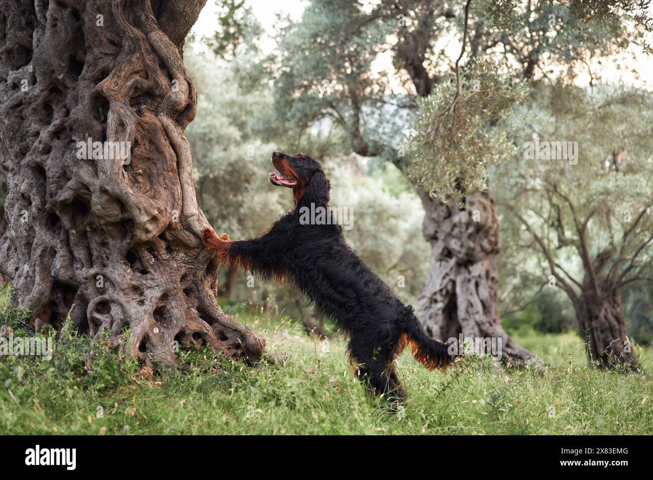Gordon Setter interacts with an ancient olive tree, lively and ...