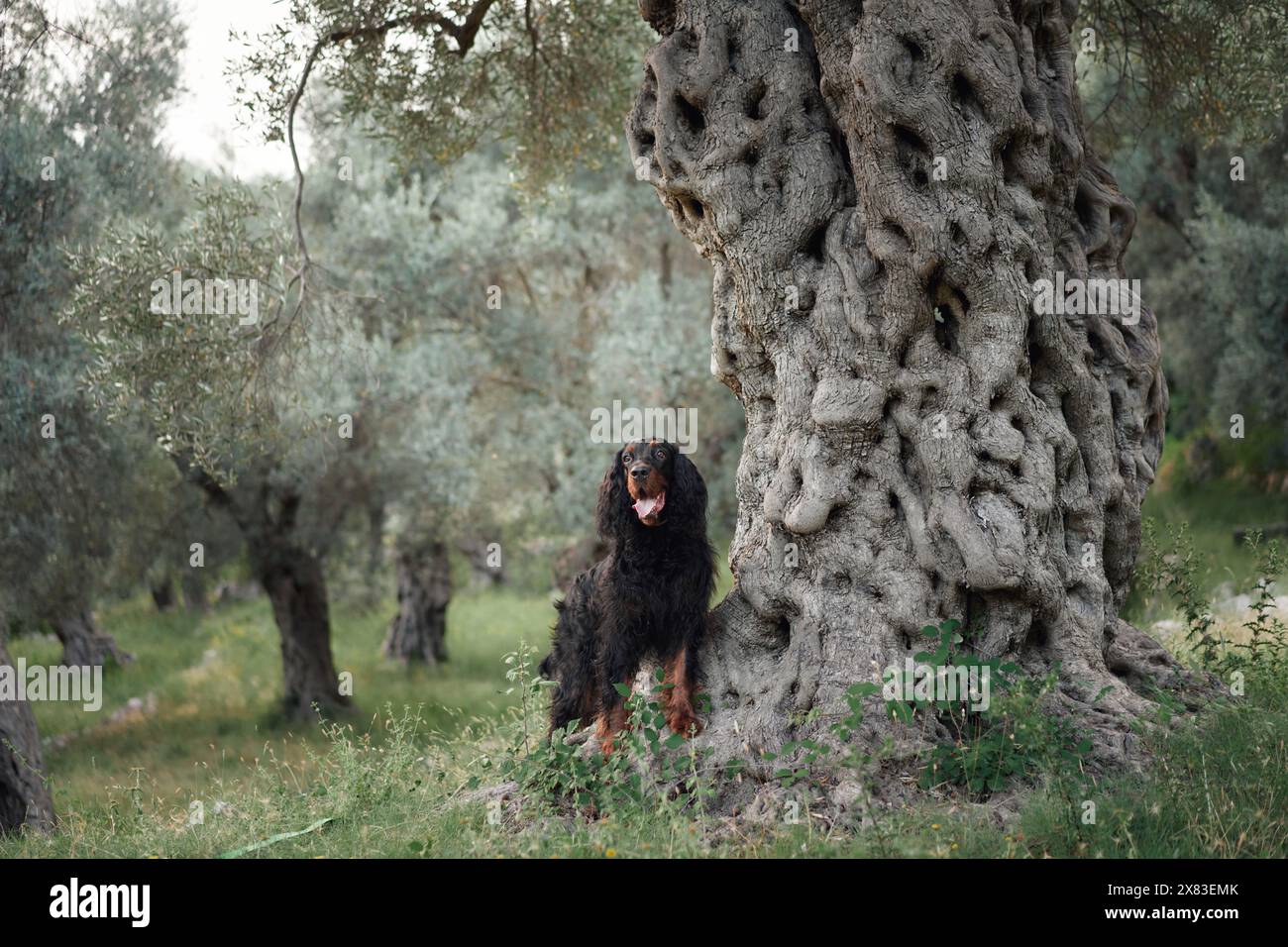Gordon Setter interacts with an ancient olive tree, lively and ...