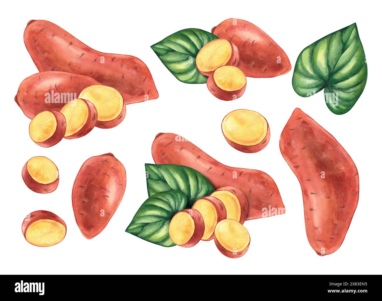 Watercolor babat, sweet potato, yam. Hand-drawn plant root with leaves ...