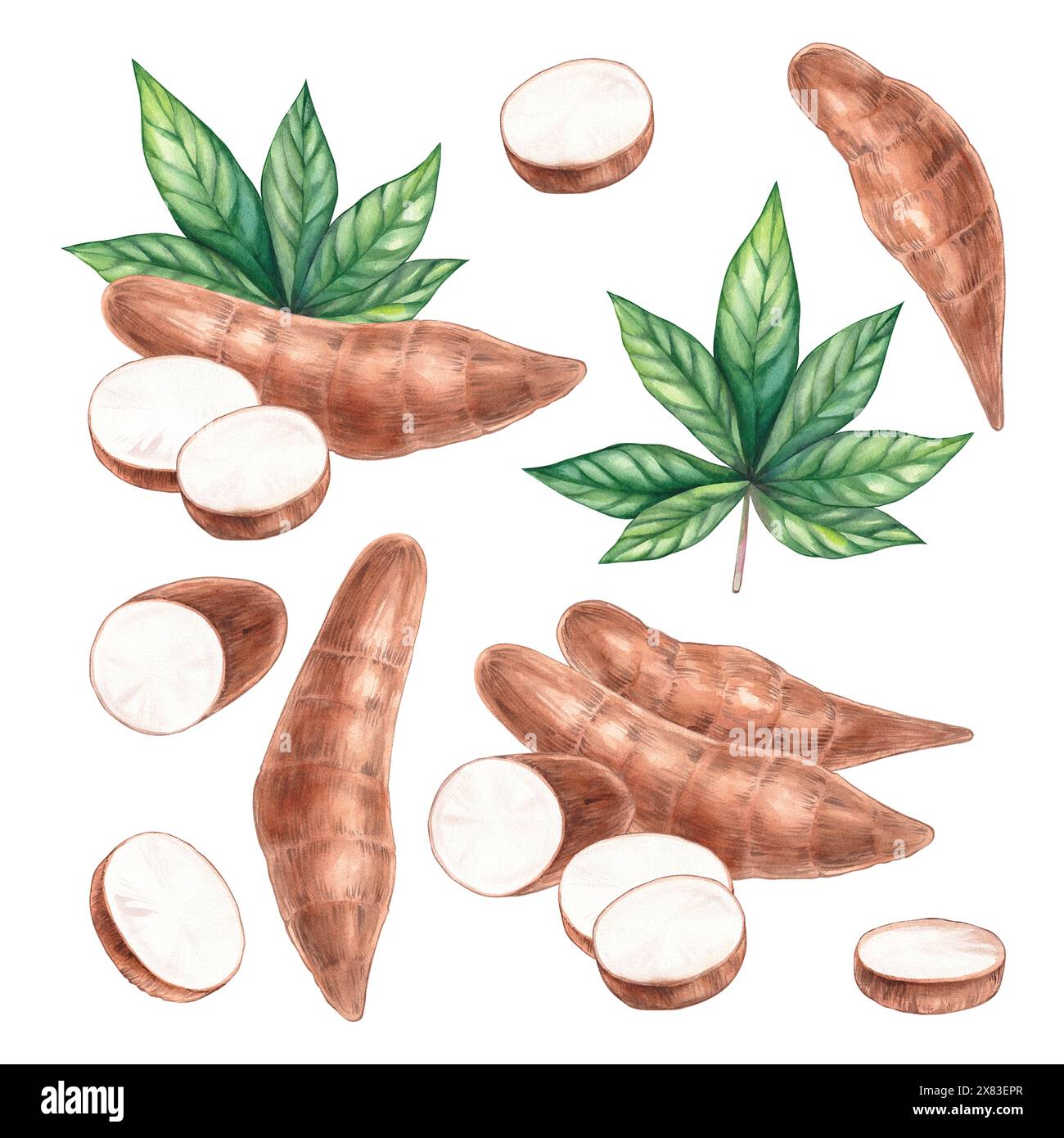 Watercolor Euphorbiaceae, also called cassava, cassava, yuca, balinga ...