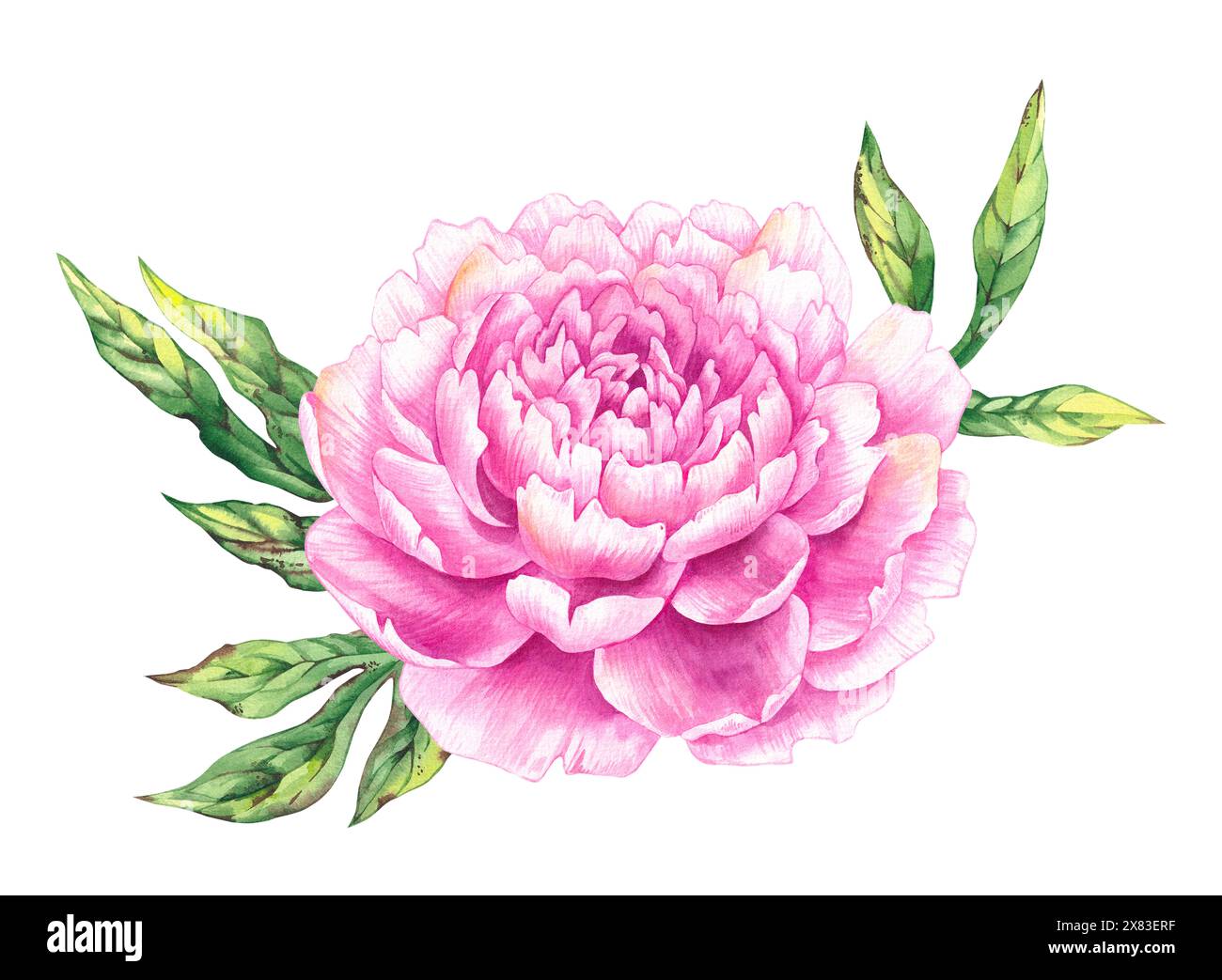 Watercolor peonies flower illustration. Pink hand drawn peony flower ...