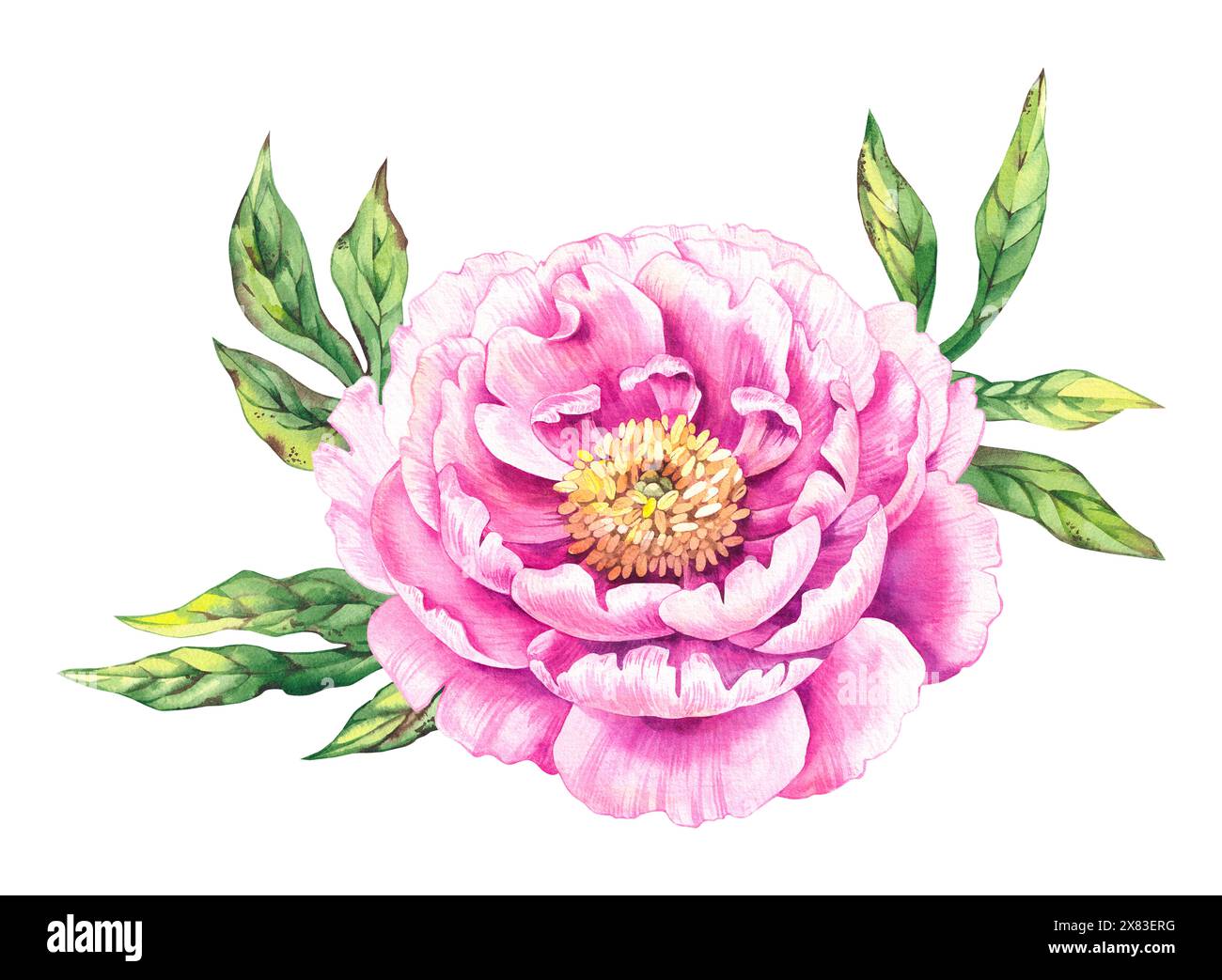 Watercolor peonies flower illustration. Pink hand drawn peony flower ...
