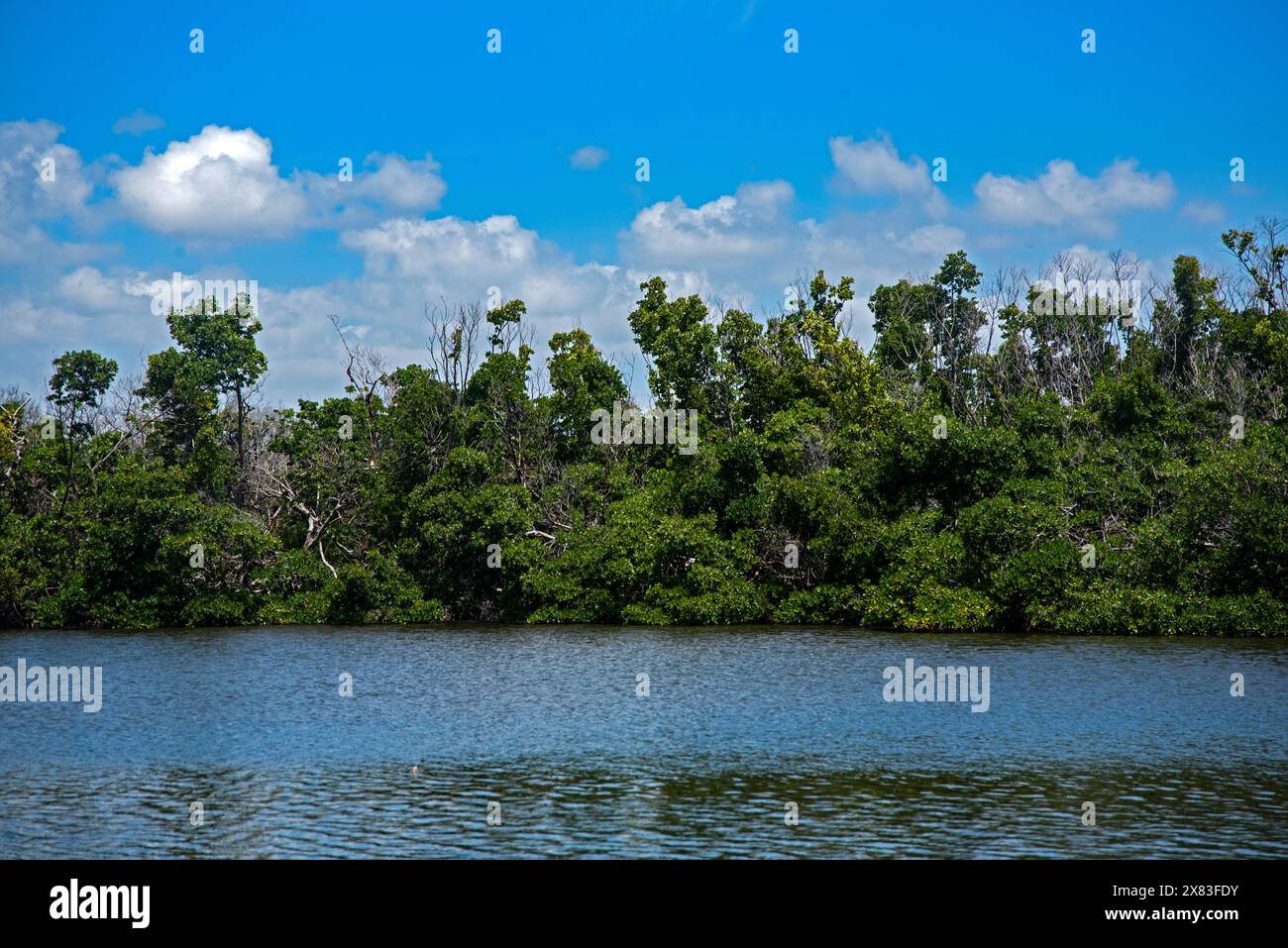 Mangroves, Bimini Basin, Cape Coral, Florida, USA Stock Photo - Alamy