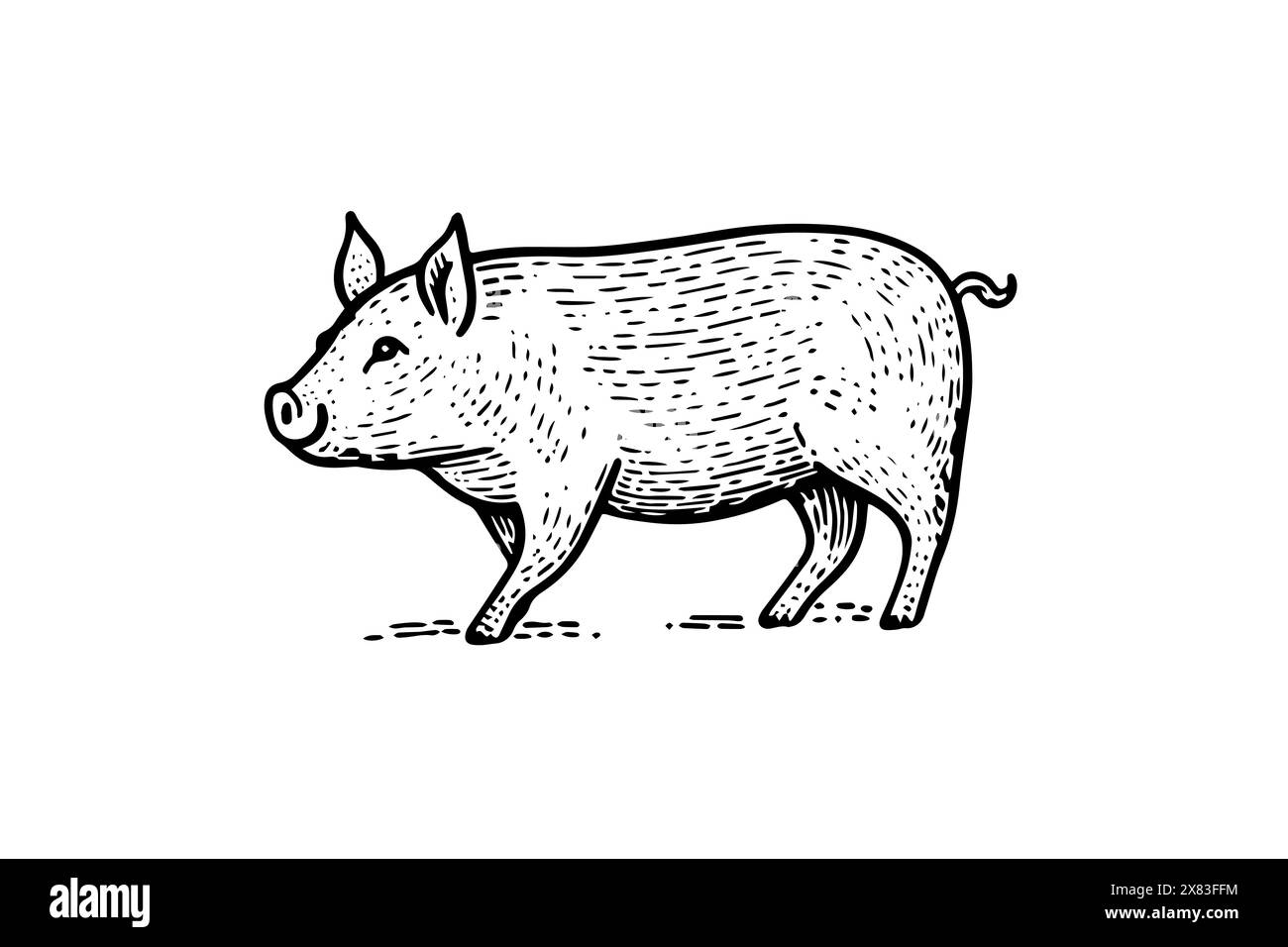 Vintage Pig Vector Sketch: Hand-Drawn Illustration of Farm Animal Stock ...