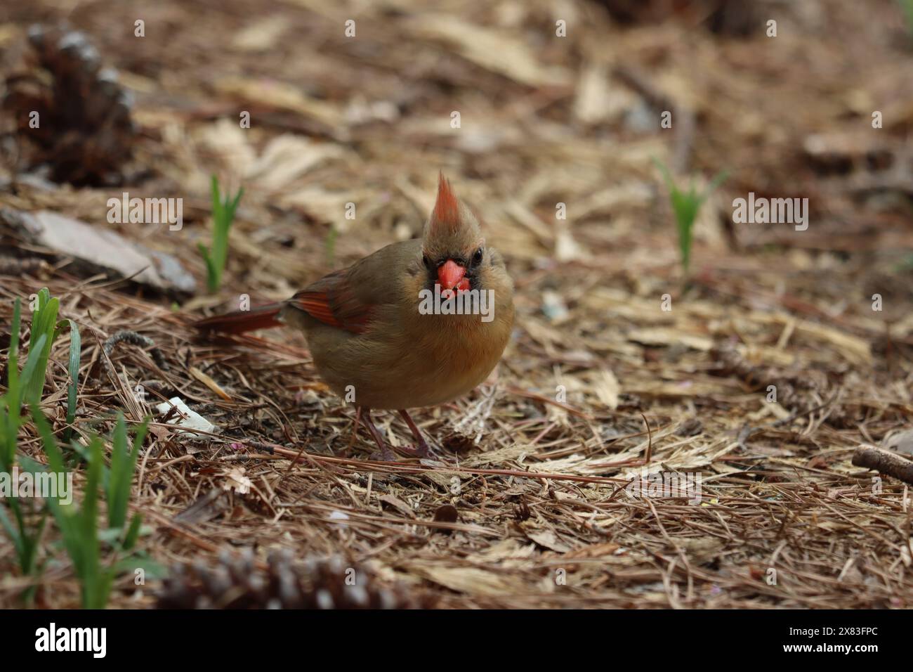 A female northern cardinal eating seeds on the ground Stock Photo - Alamy