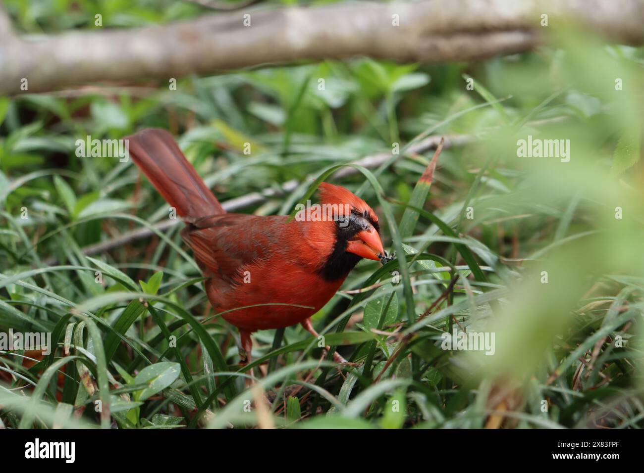 A male Northern cardinal eating an insect Stock Photo - Alamy