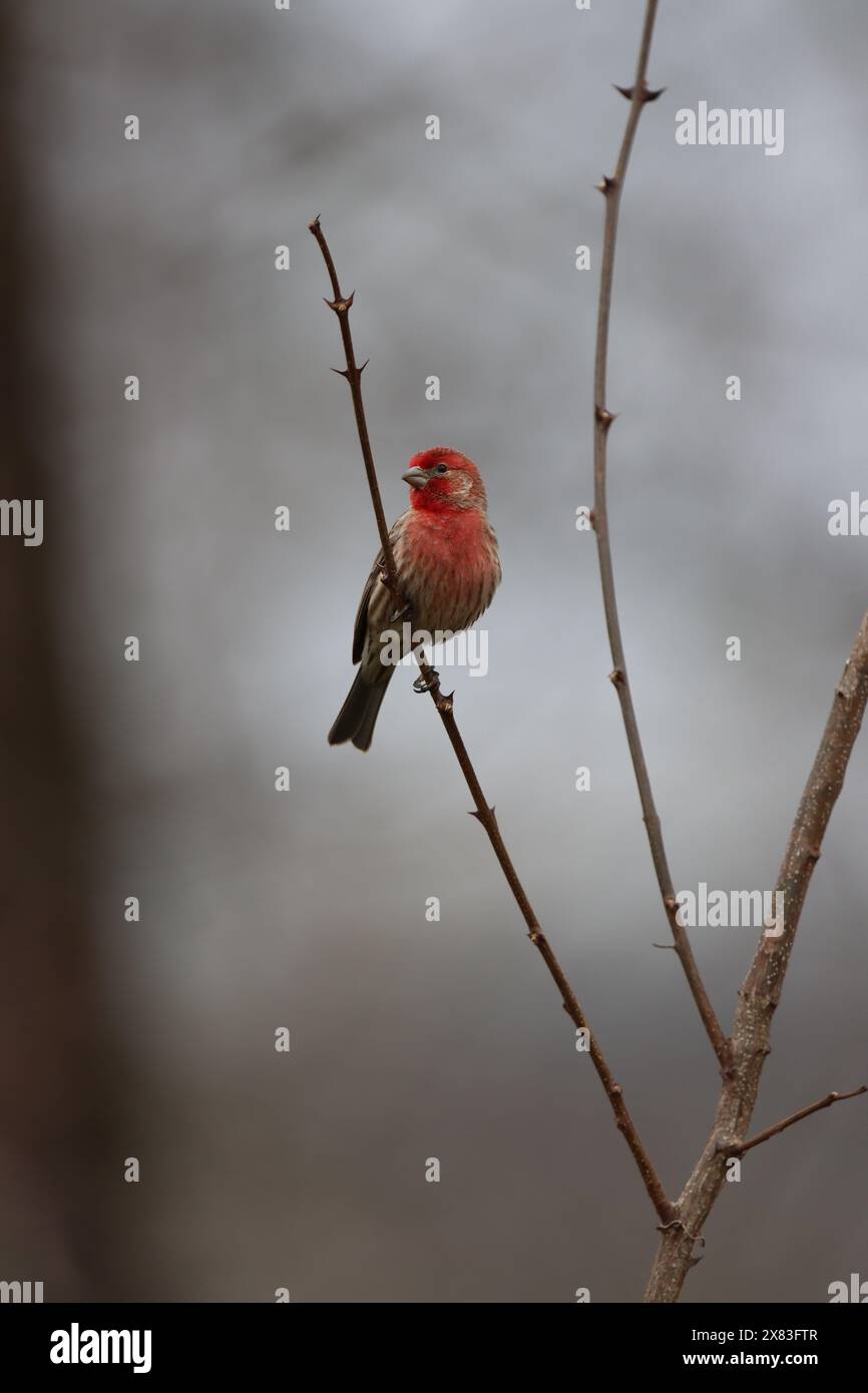 Male house finch looking hi-res stock photography and images - Alamy