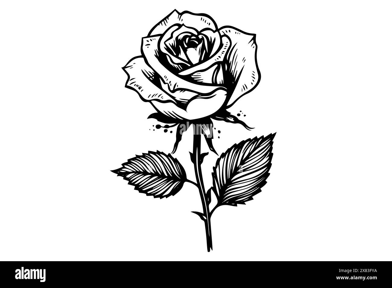 Rose flower hand drawn ink sketch. Engraving style vector illustration ...