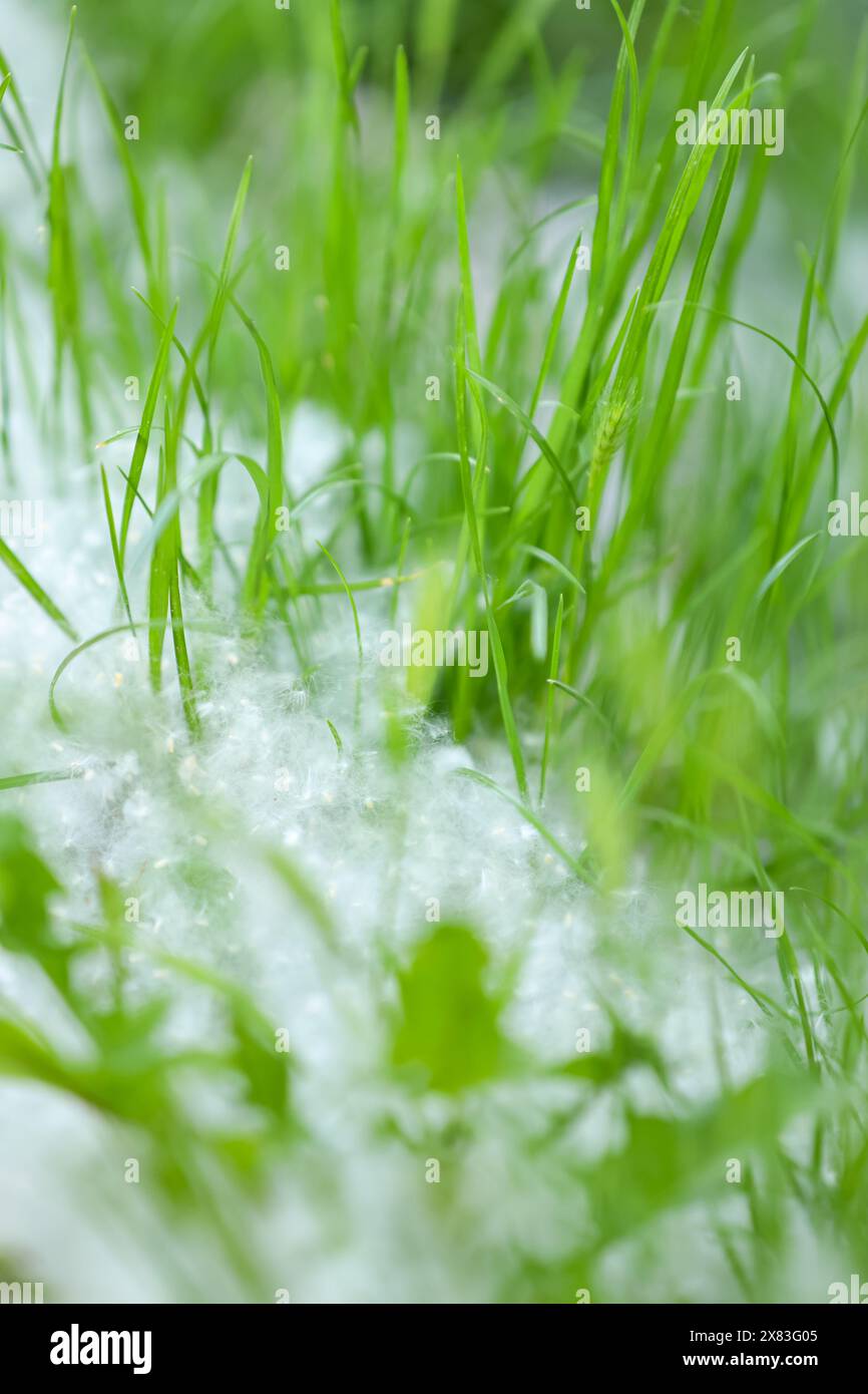Poplar fluff covers the green grass. Close-up, selectiv focus, vertical ...