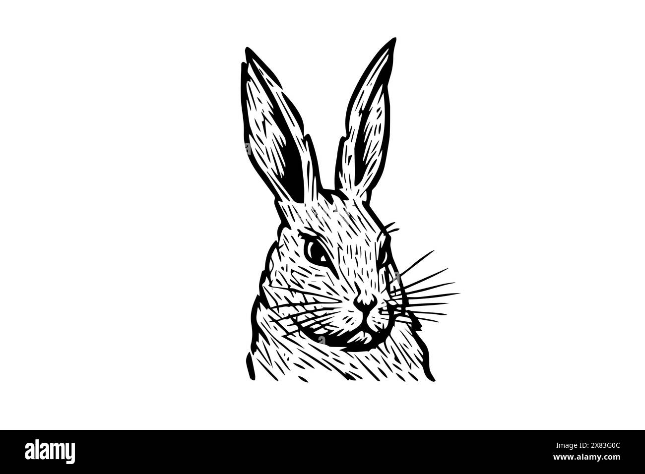 Vintage Bunny Head Vector Sketch: Engraved Rabbit Illustration, Easter ...