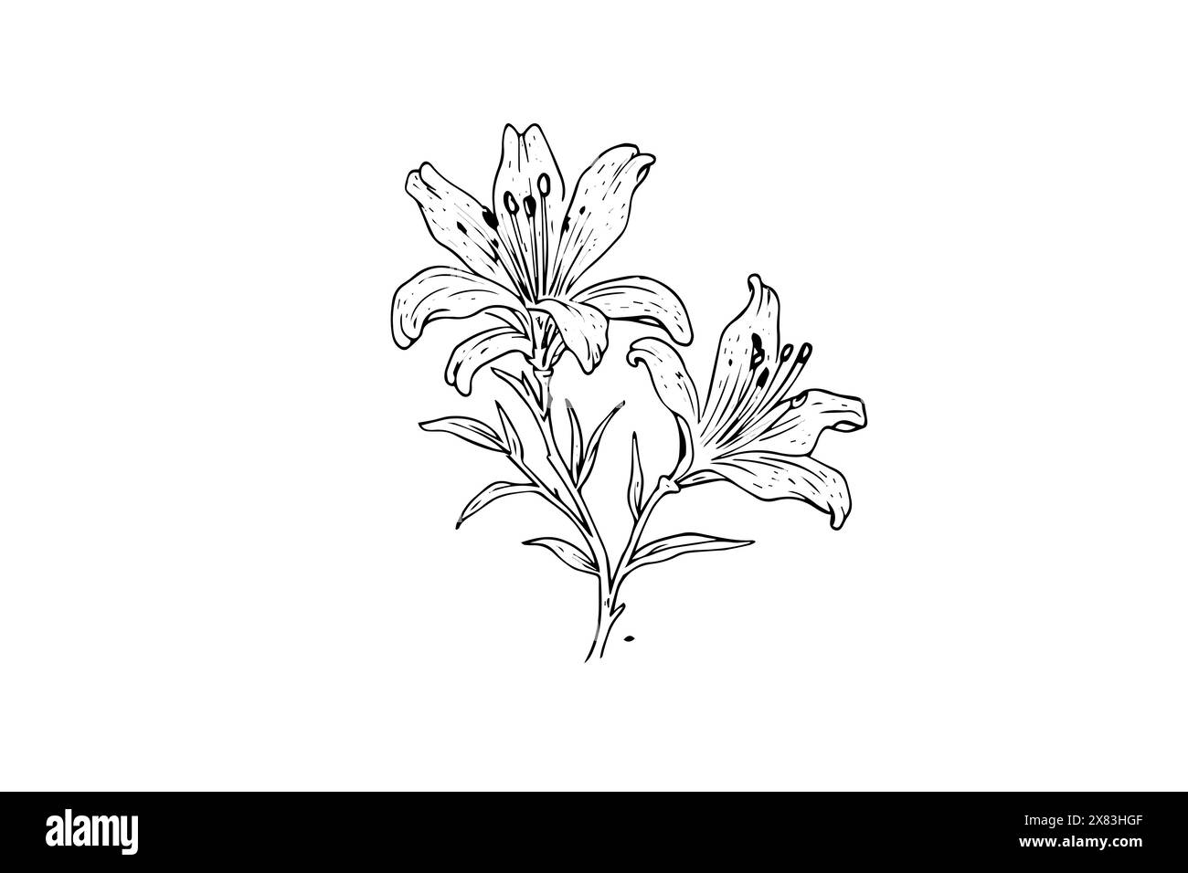 Vintage Floral Vector Sketch: Hand-Drawn Line Art Flower Stock Vector ...