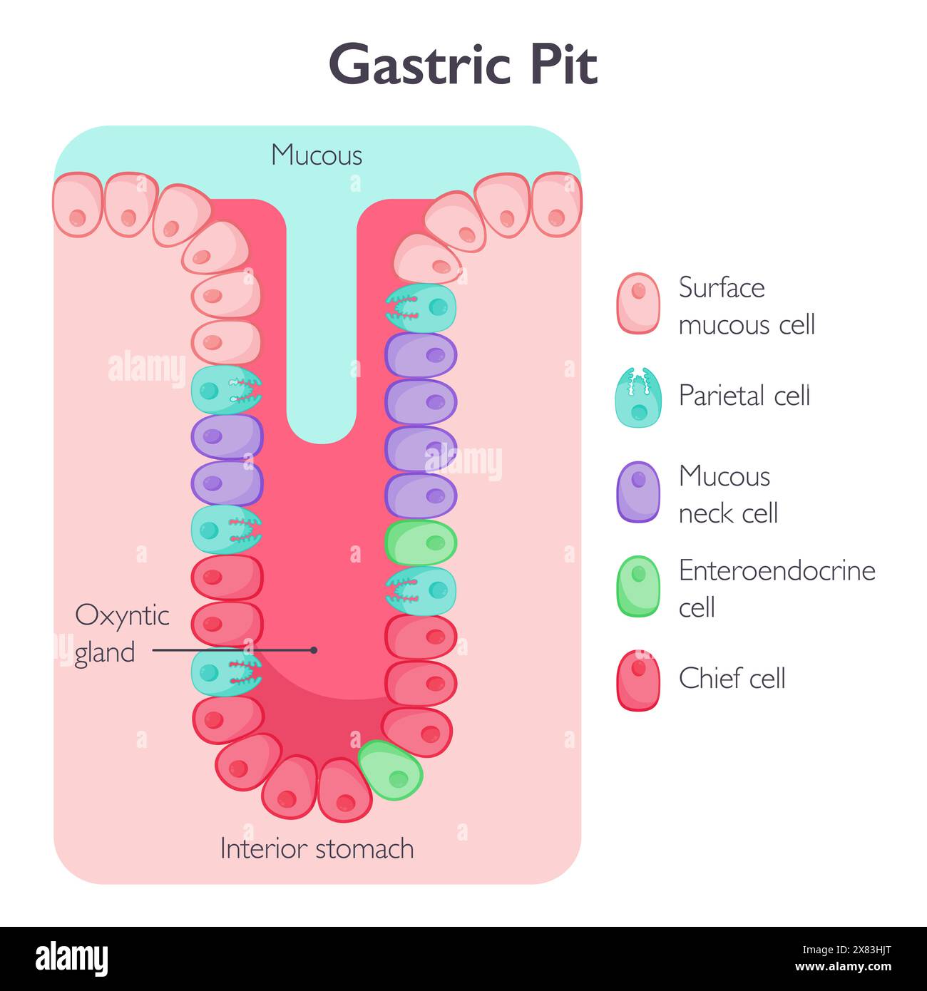 gastric pit educational diagram illustration Stock Photo - Alamy