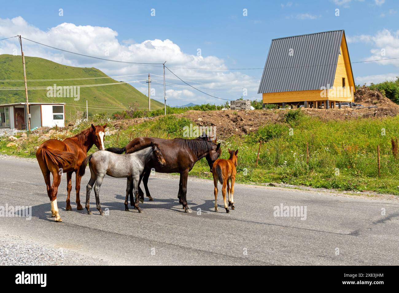 Domestic horses standing outside on a road in countryside Stock Photo ...