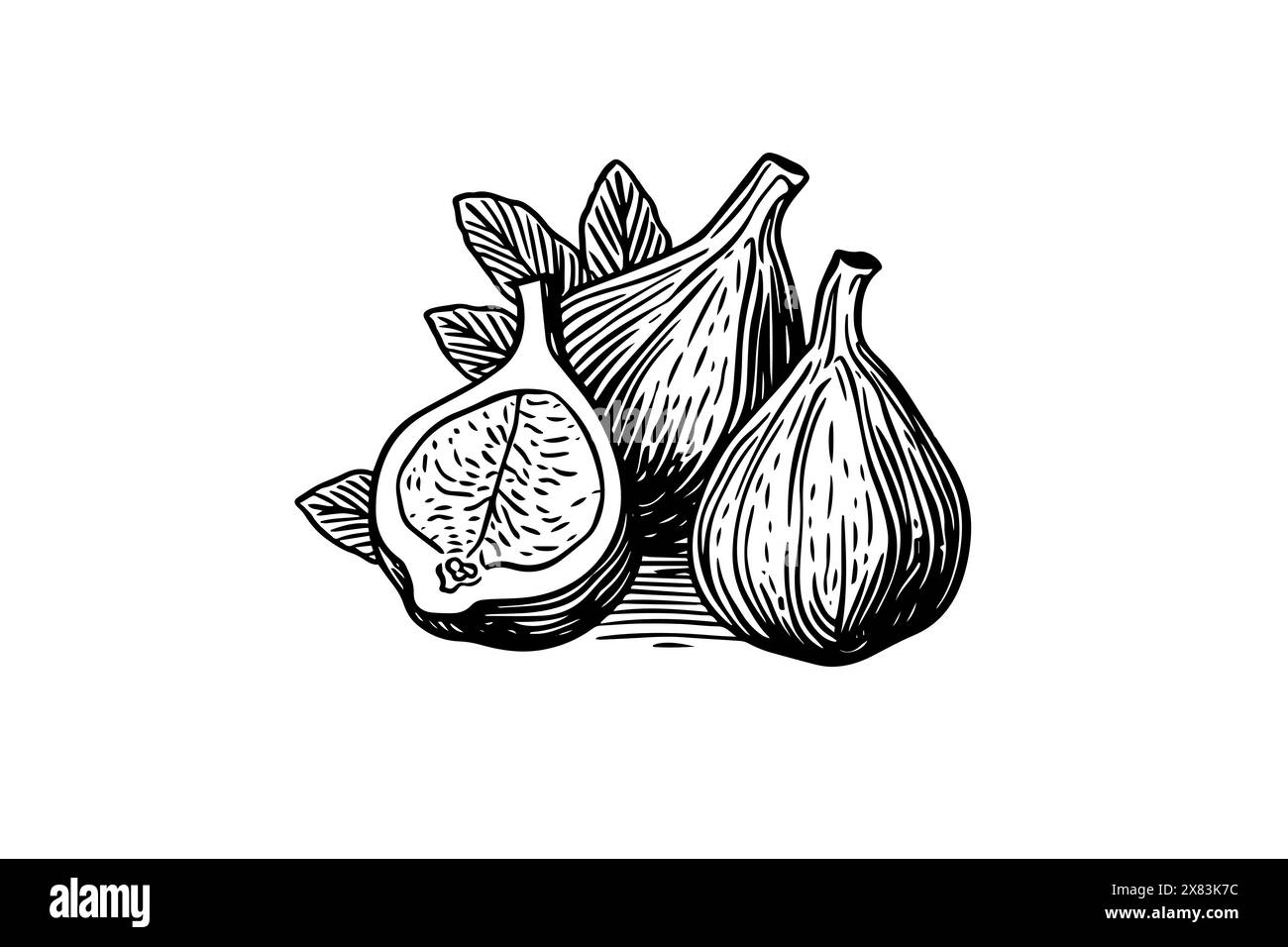Figs fruit hand drawn ink sketch. Engraved style vector illustration ...