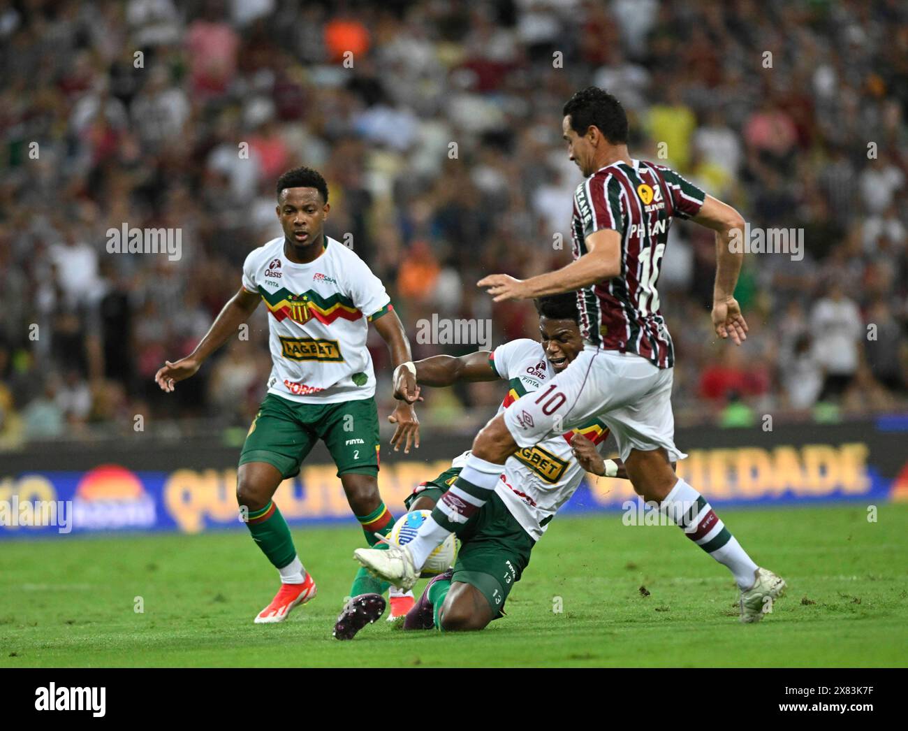 Ganso fluminense hi-res stock photography and images - Alamy