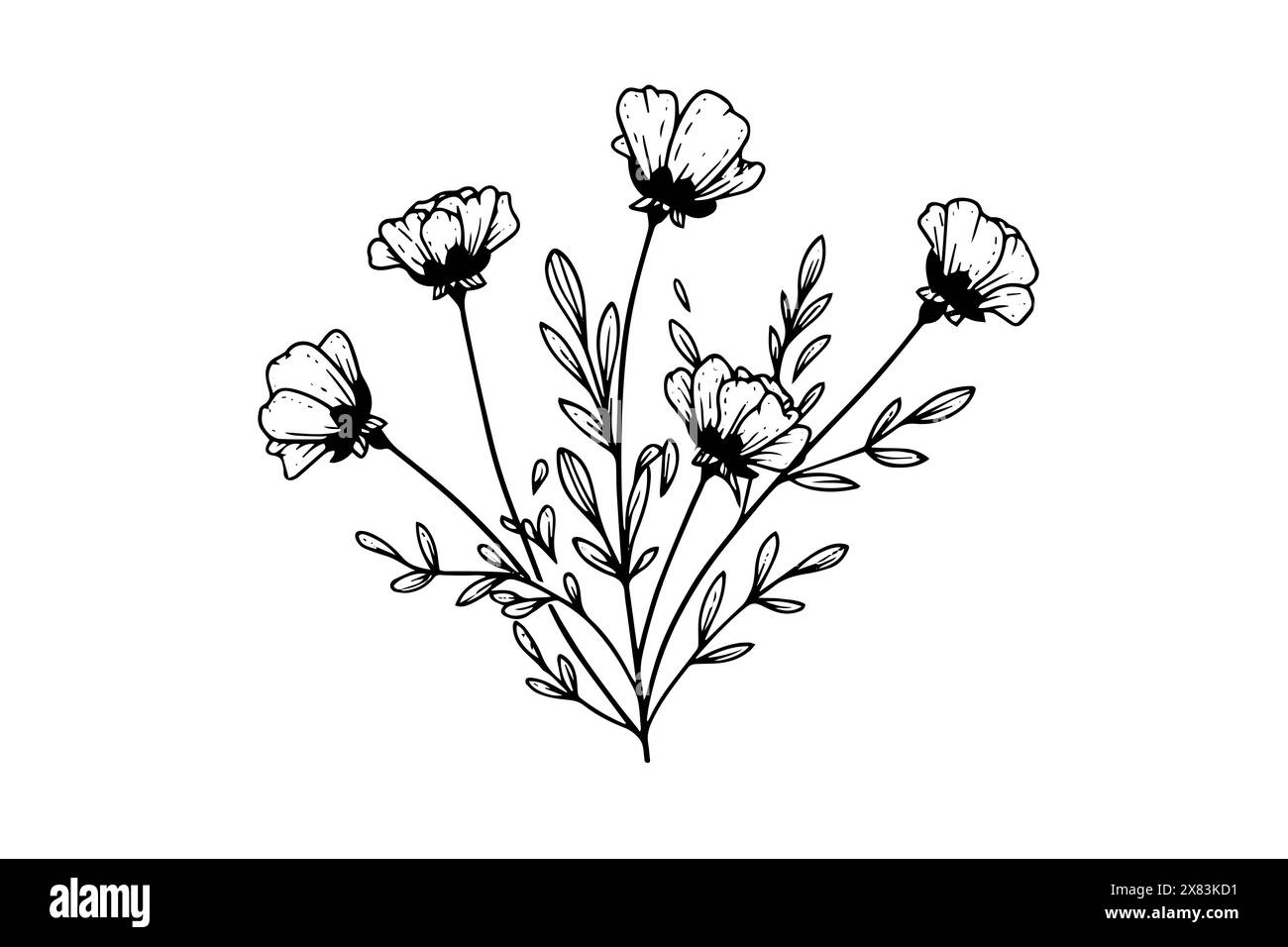Hand drawn ink sketch of meadow wild flower. Engraved style vector ...