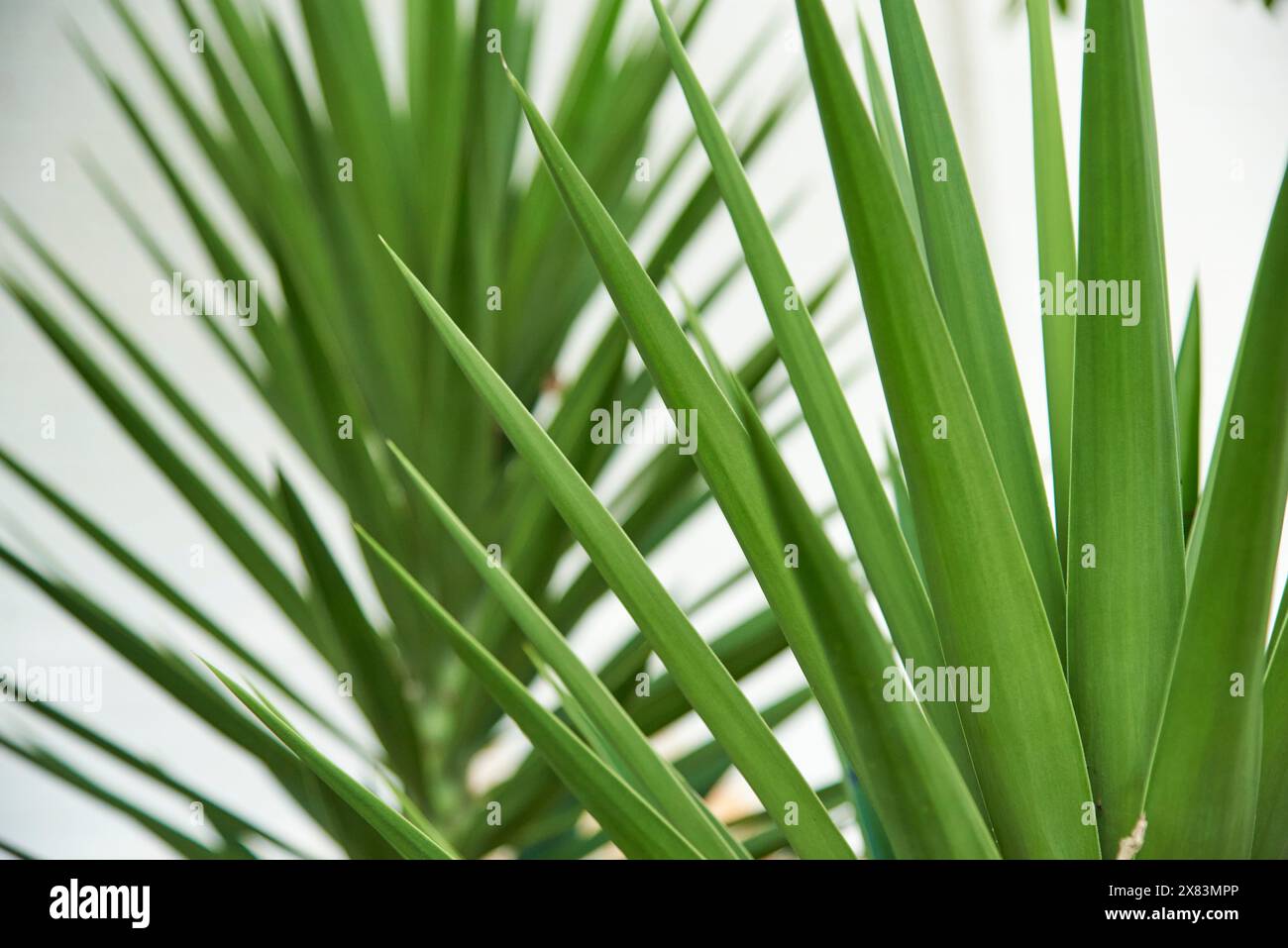 Yucca felifera, plant cultivated to use its natural fibers in the ...