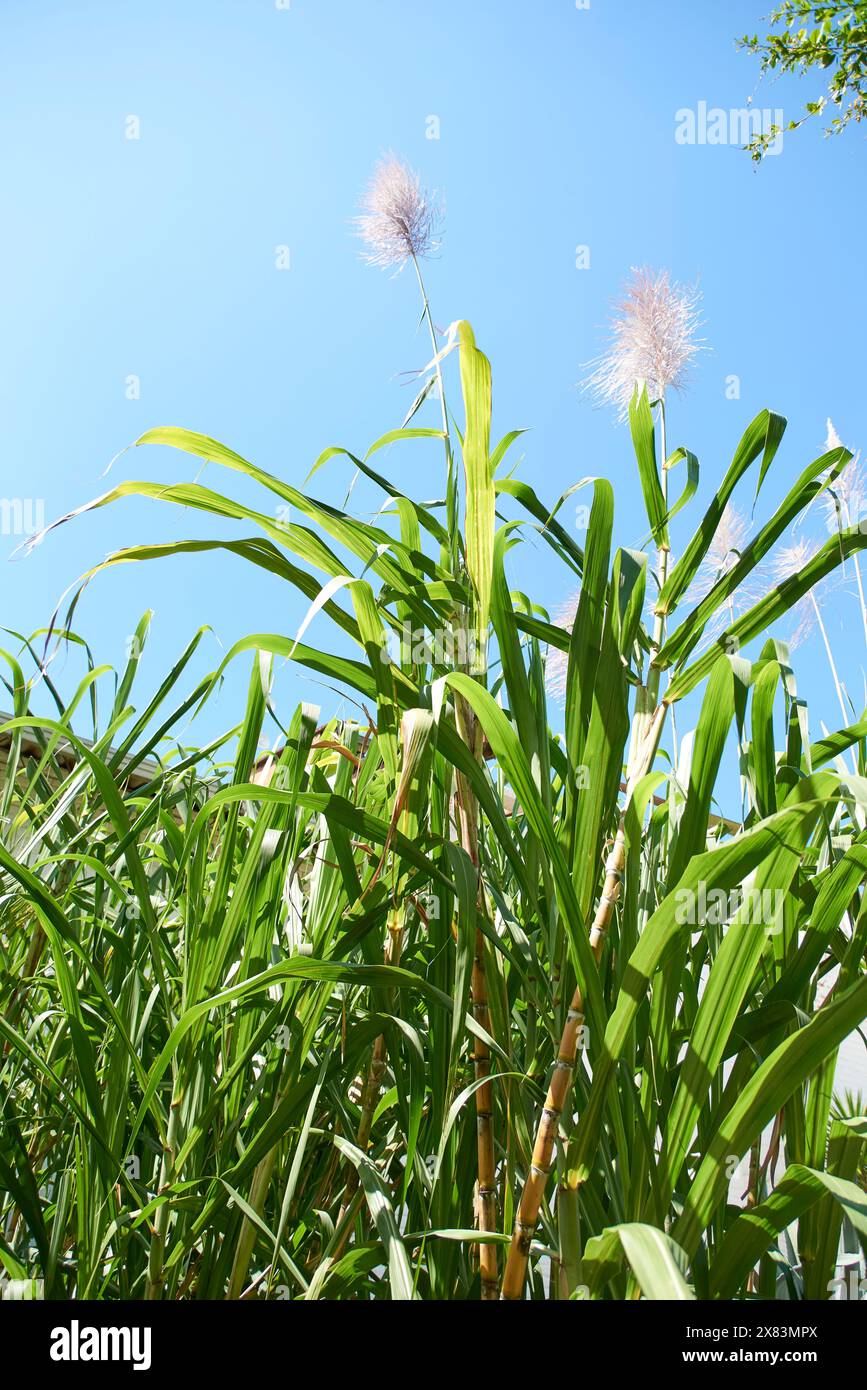 Sugar cane plant, flowering, Saccharum officinarum, a species widely ...