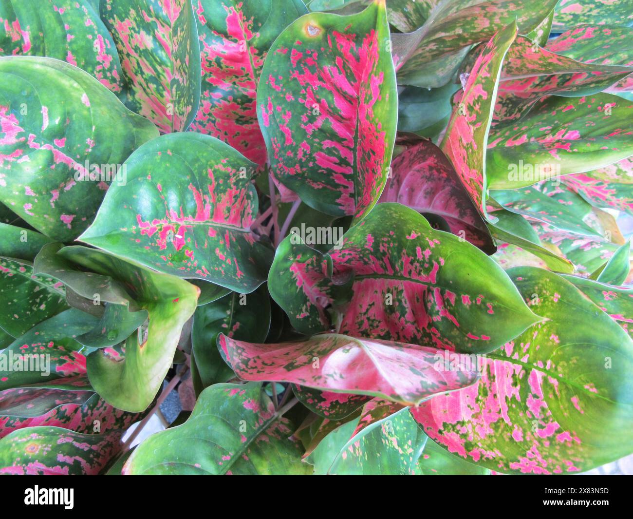 Aglonema Kochin Tropical Plants, Green Leaves With Red Spots, aglaonema ...