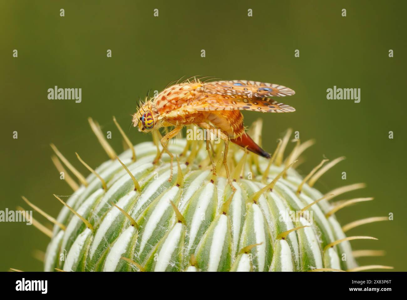 A female Fruit Fly (Paracantha culta) on a plume thistle (Cirsium sp ...