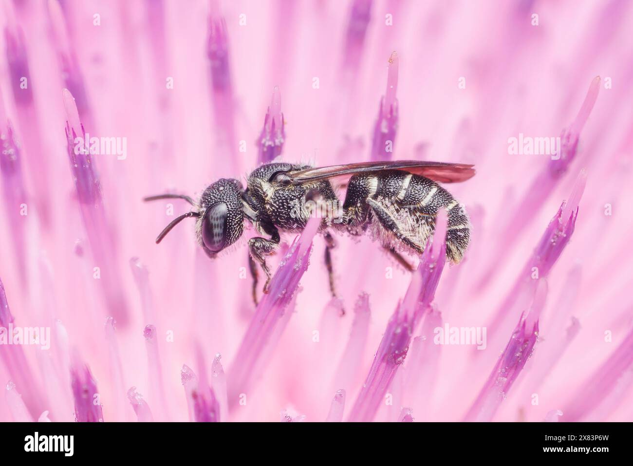 Armored-Resin Bee (Heriades sp Stock Photo - Alamy