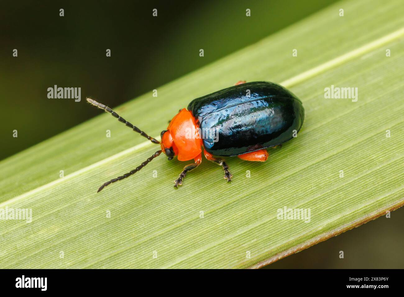 Shiny Flea Beetle (Asphaera lustrans Stock Photo - Alamy