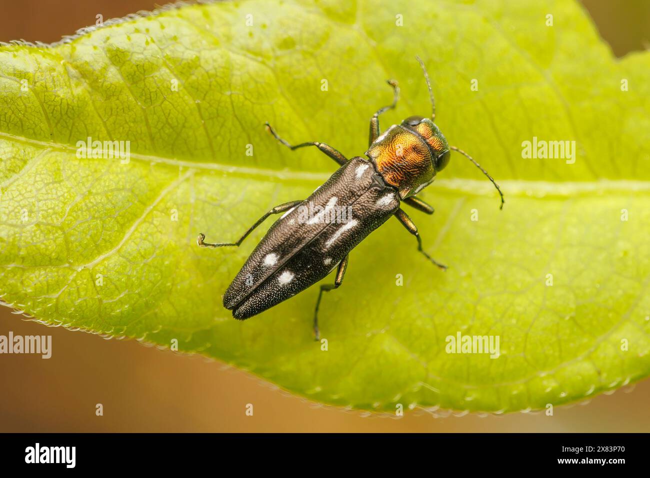 Buprestid Beetle (Agrilus scitulus Stock Photo - Alamy