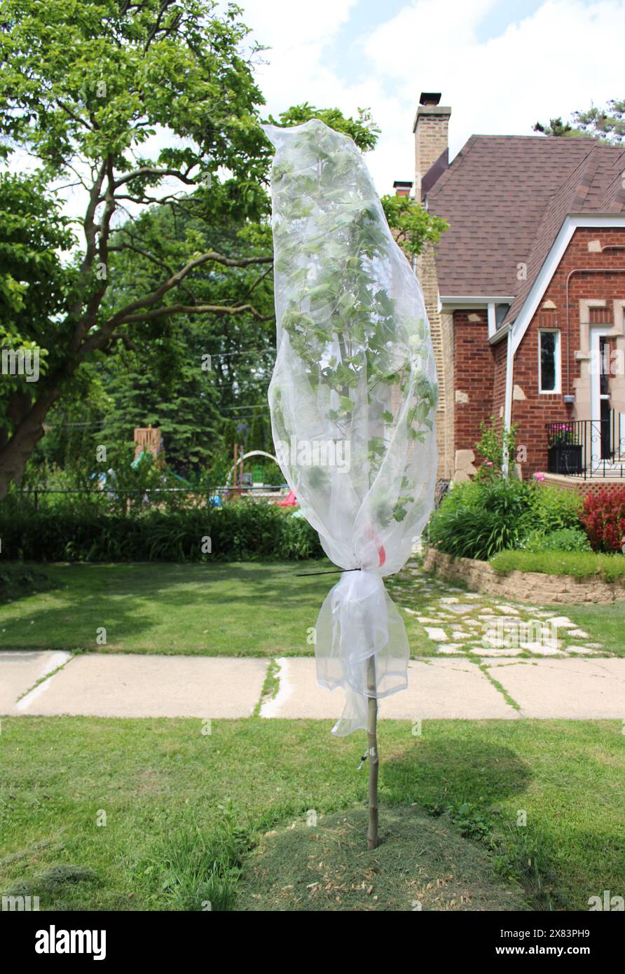 Tree covered in netting as protection from 17-year cicadas in Morton ...