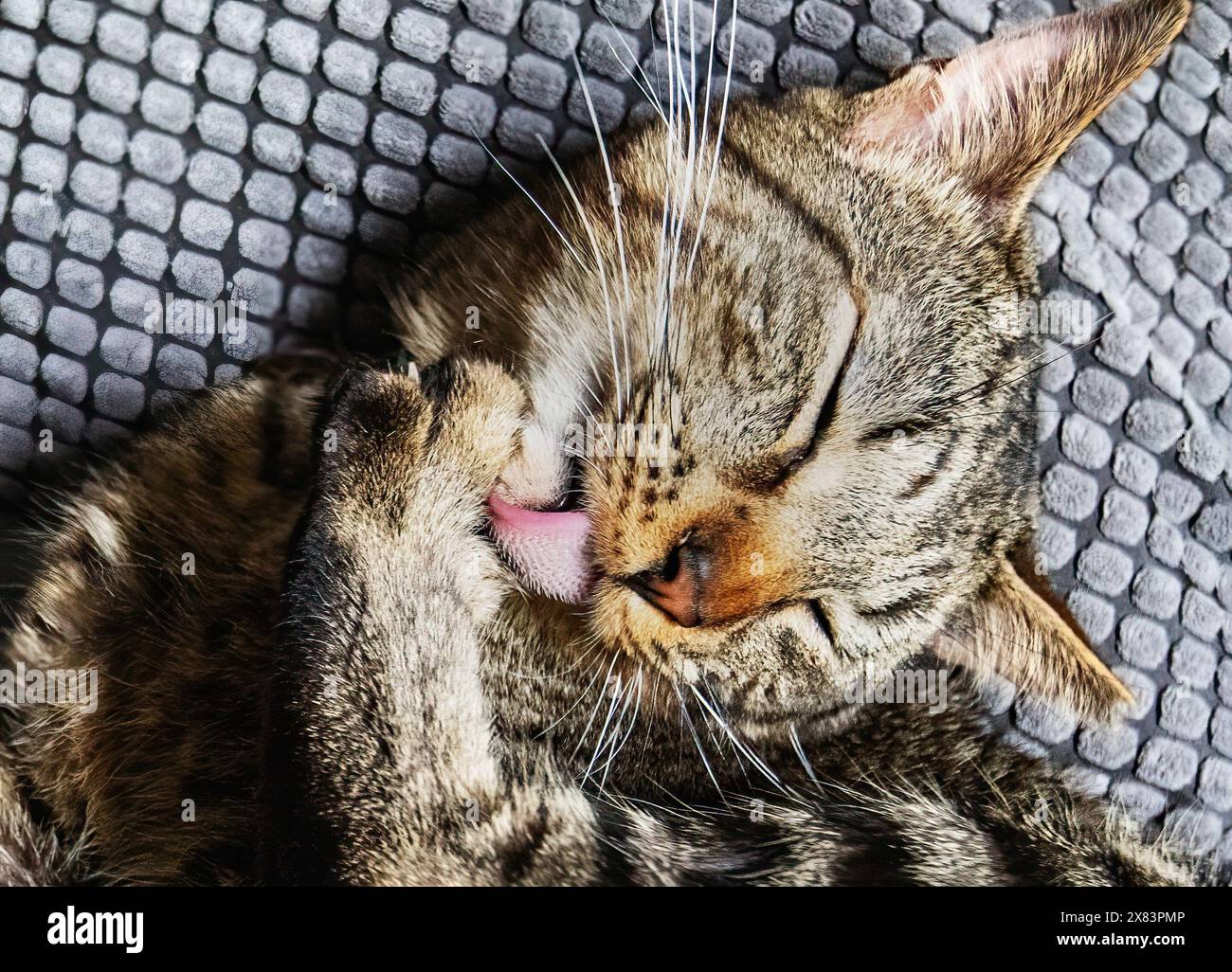 Taby tiger cat behavior Stock Photo - Alamy