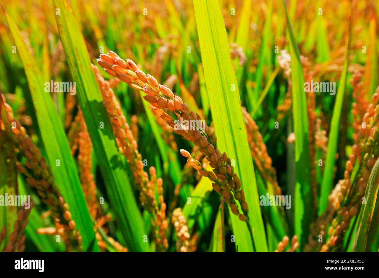 The autumn rice fields Stock Photo - Alamy
