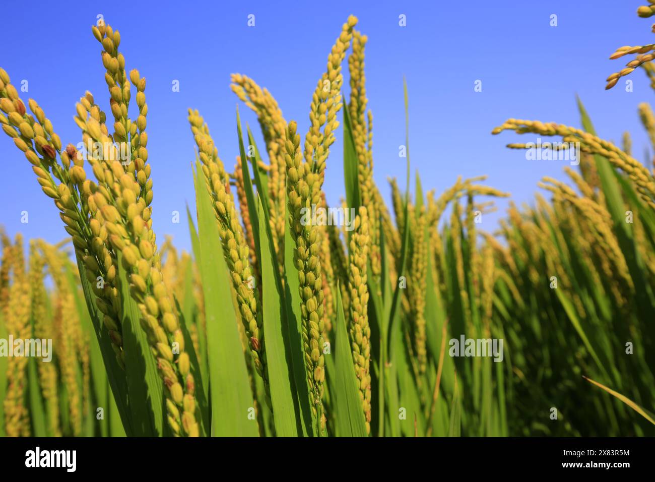 The autumn rice fields Stock Photo - Alamy