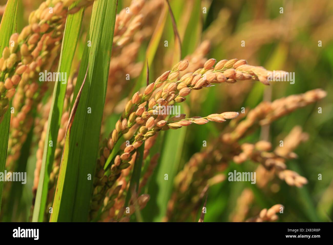 The autumn rice fields Stock Photo - Alamy