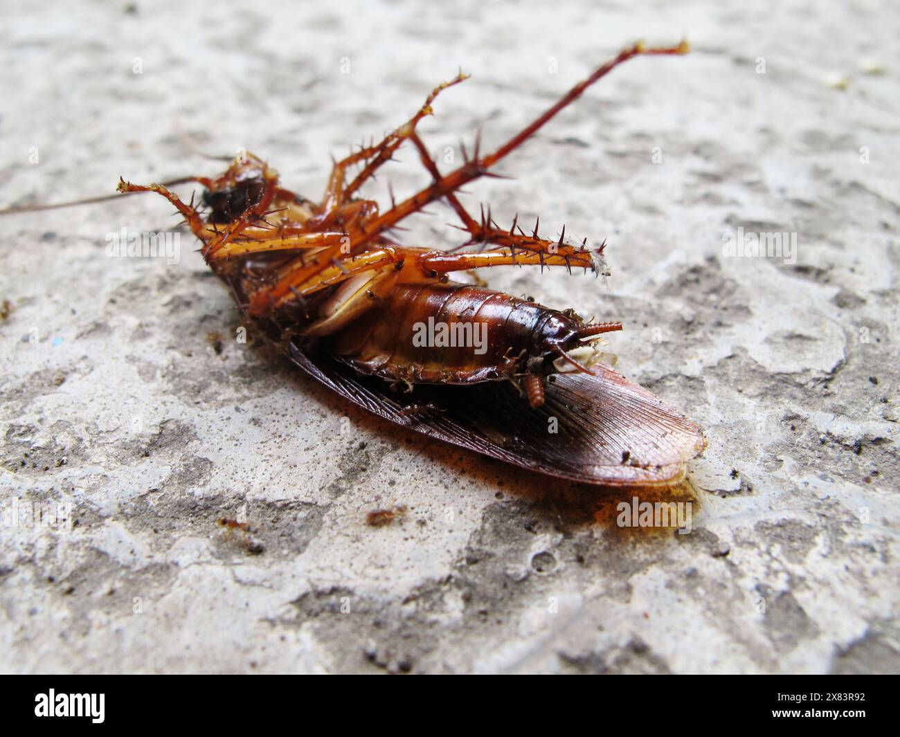 The cockroaches lie on the cement floor Stock Photo - Alamy