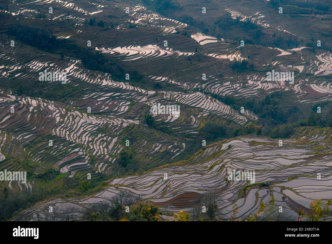 Close up on the layers of the rice terraces in Bada rice terraces area ...