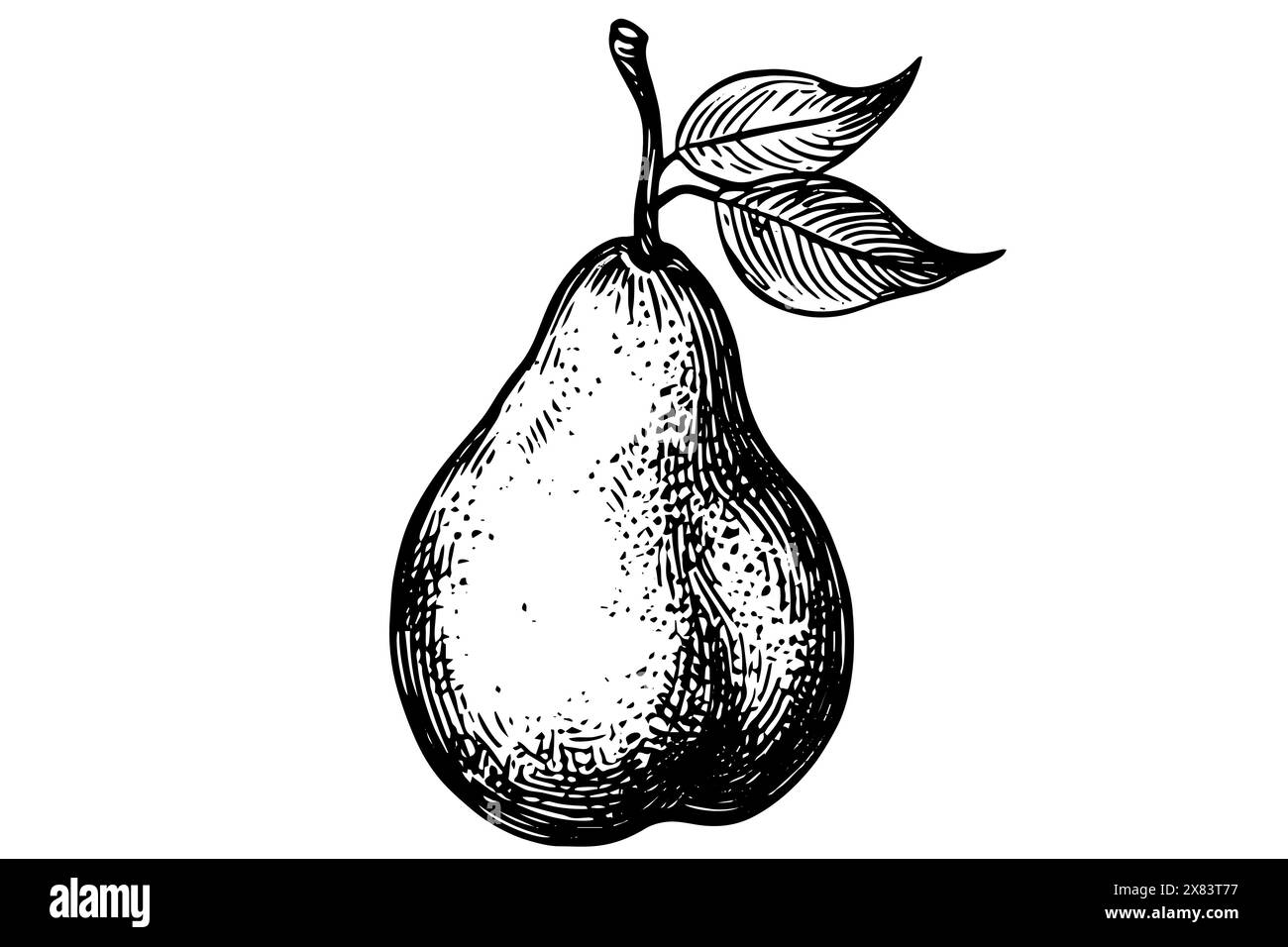 Pear fruit hand drawn ink sketch. Engraved style vector illustration ...