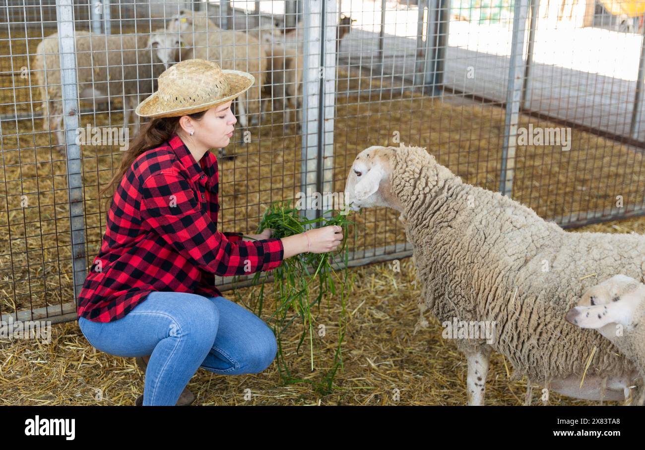 Woman farm worker taking care of sheep Stock Photo - Alamy