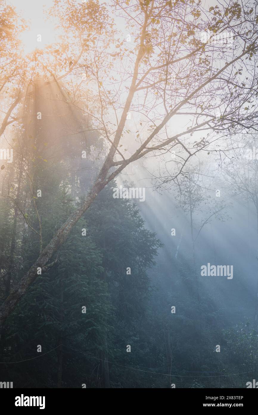 The misty forest surrounded by the dense fog in Yunnan, China ...