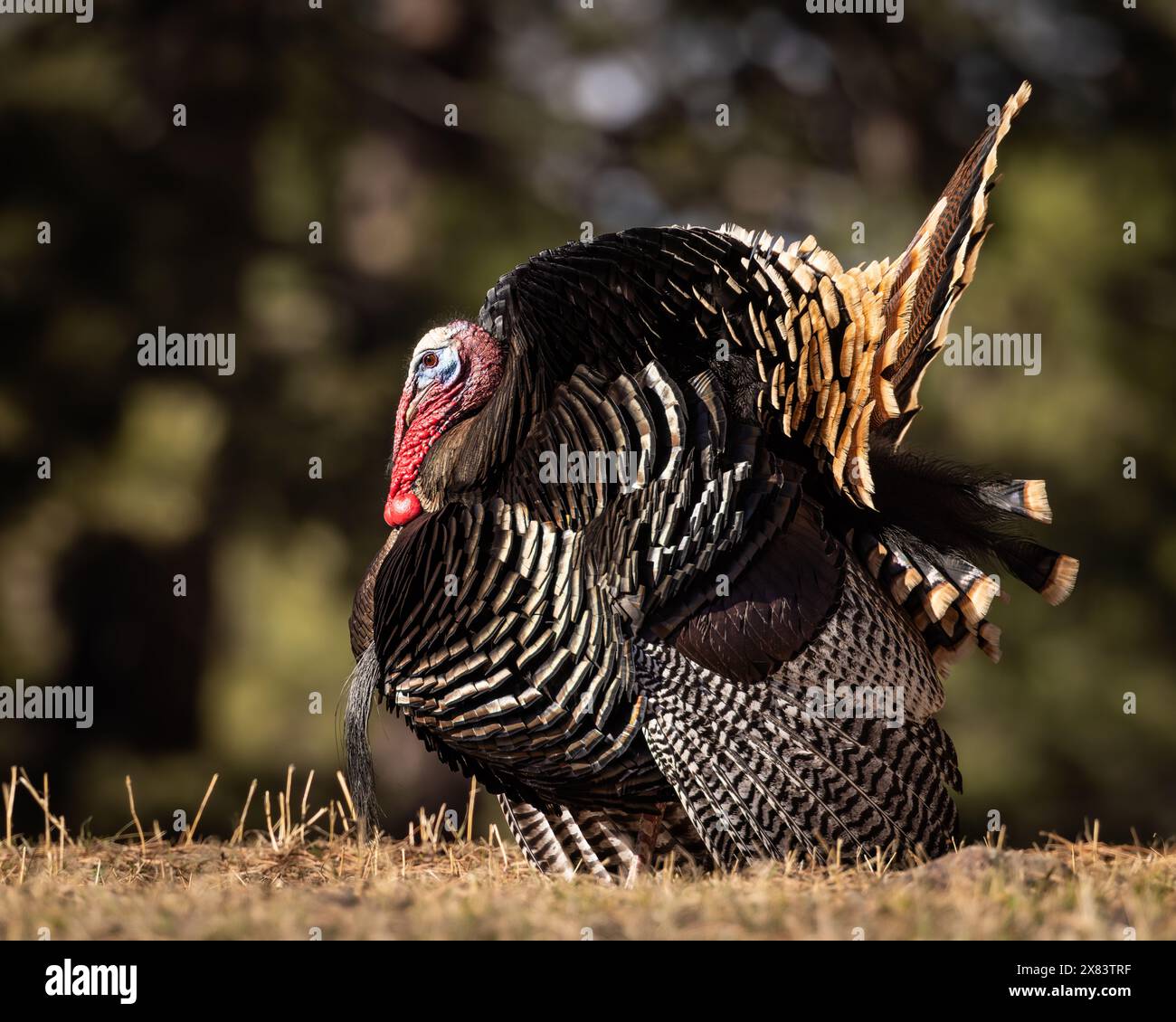 Merriam's tom turkey - Meleagris gallopavo - in full strut Colorado ...