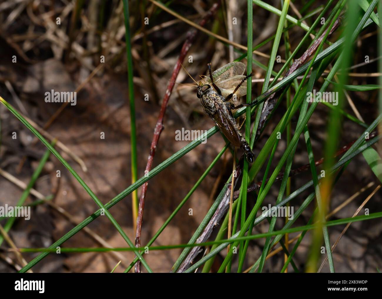 A predatory black fly caught a yellow moth in the thick grass Stock ...