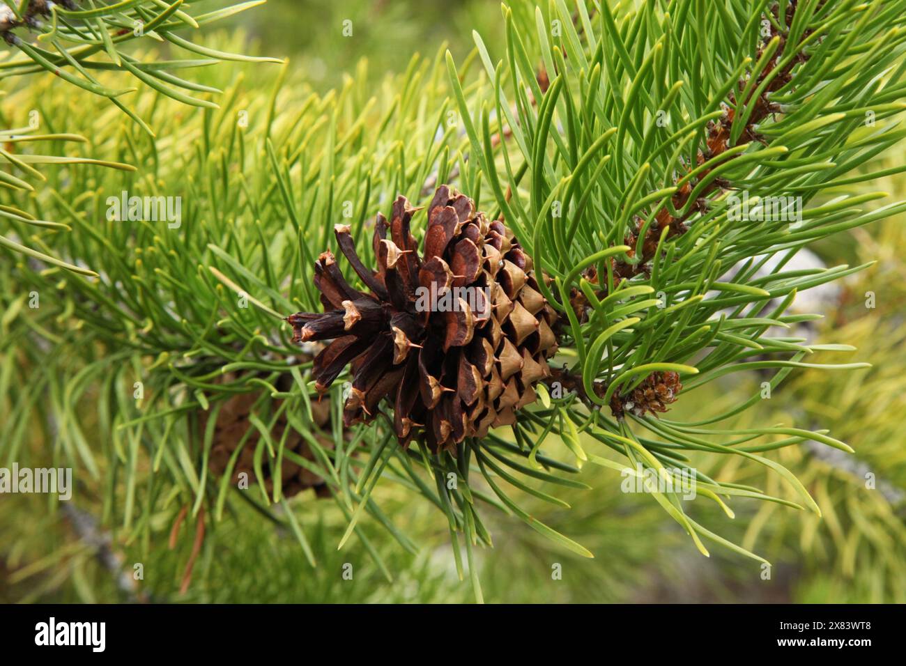 Lodgepole Pine (Pinus contorta) cone in Beartooth Mountains, Montana ...