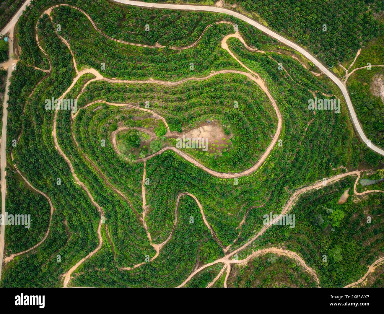Top view Palm trees plantation forest beautiful green nature background ...