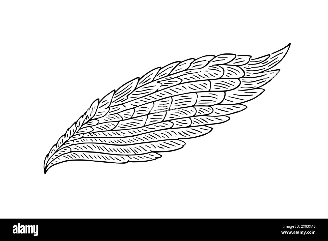 Vintage Wing Vector Sketch: Hand Drawn Engraved Illustration of Eagle ...