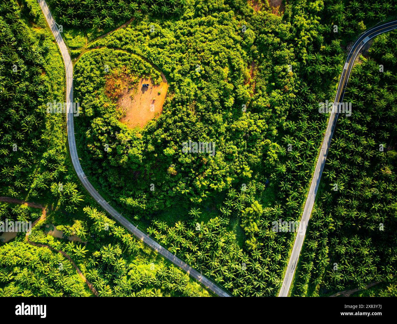 Aerial view mangrove palm trees hi-res stock photography and images - Alamy