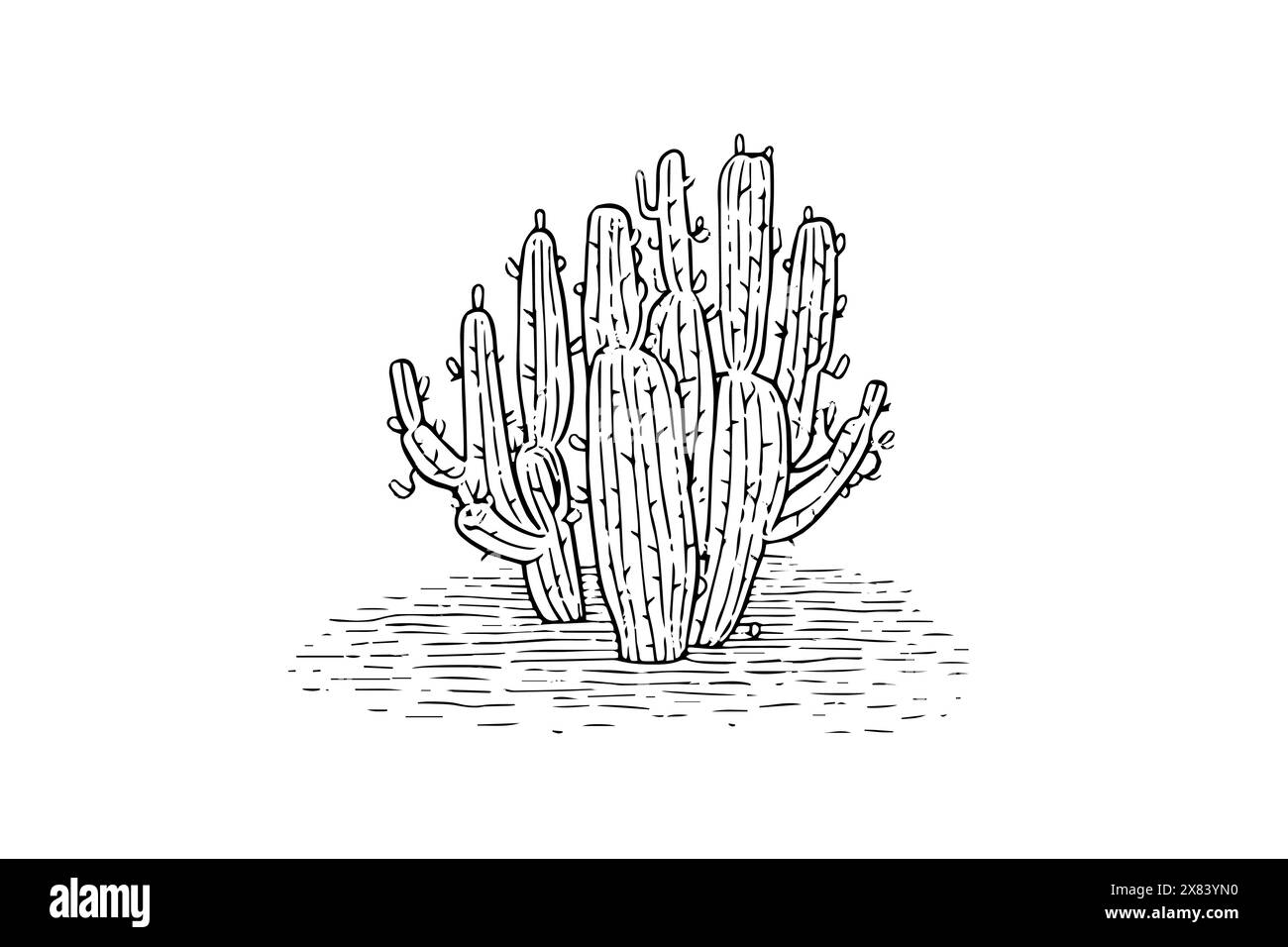 Cactus sketch hi-res stock photography and images - Alamy