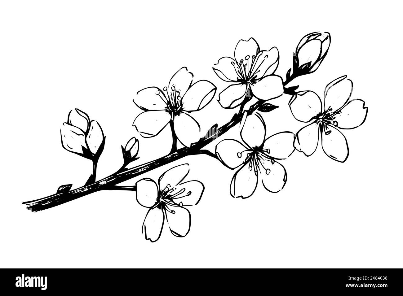 Sakura branch hand drawn ink sketch. Engraved style vector illustration ...