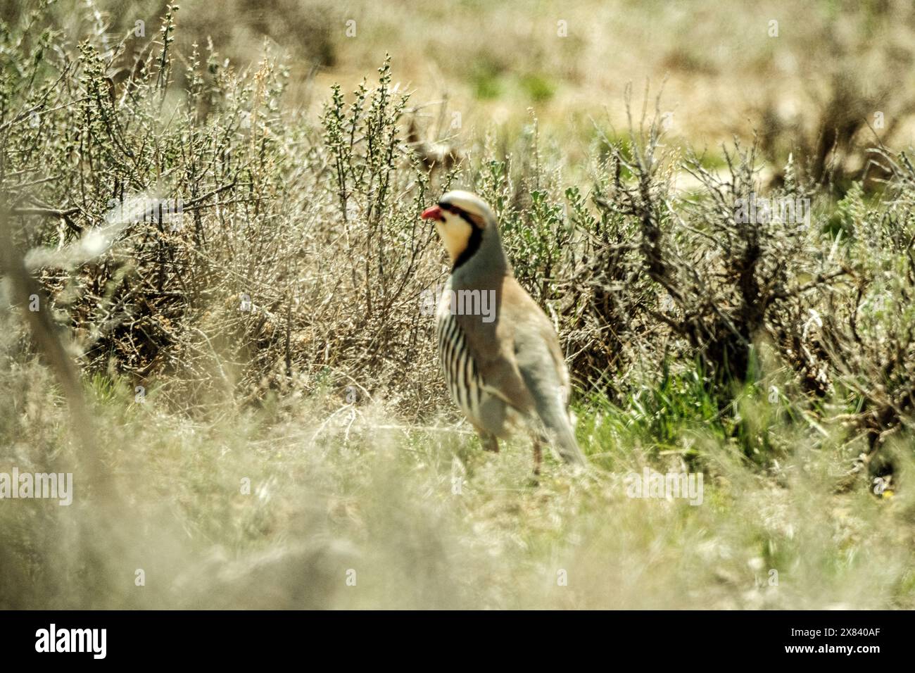Chukar in their habitat Stock Photo - Alamy