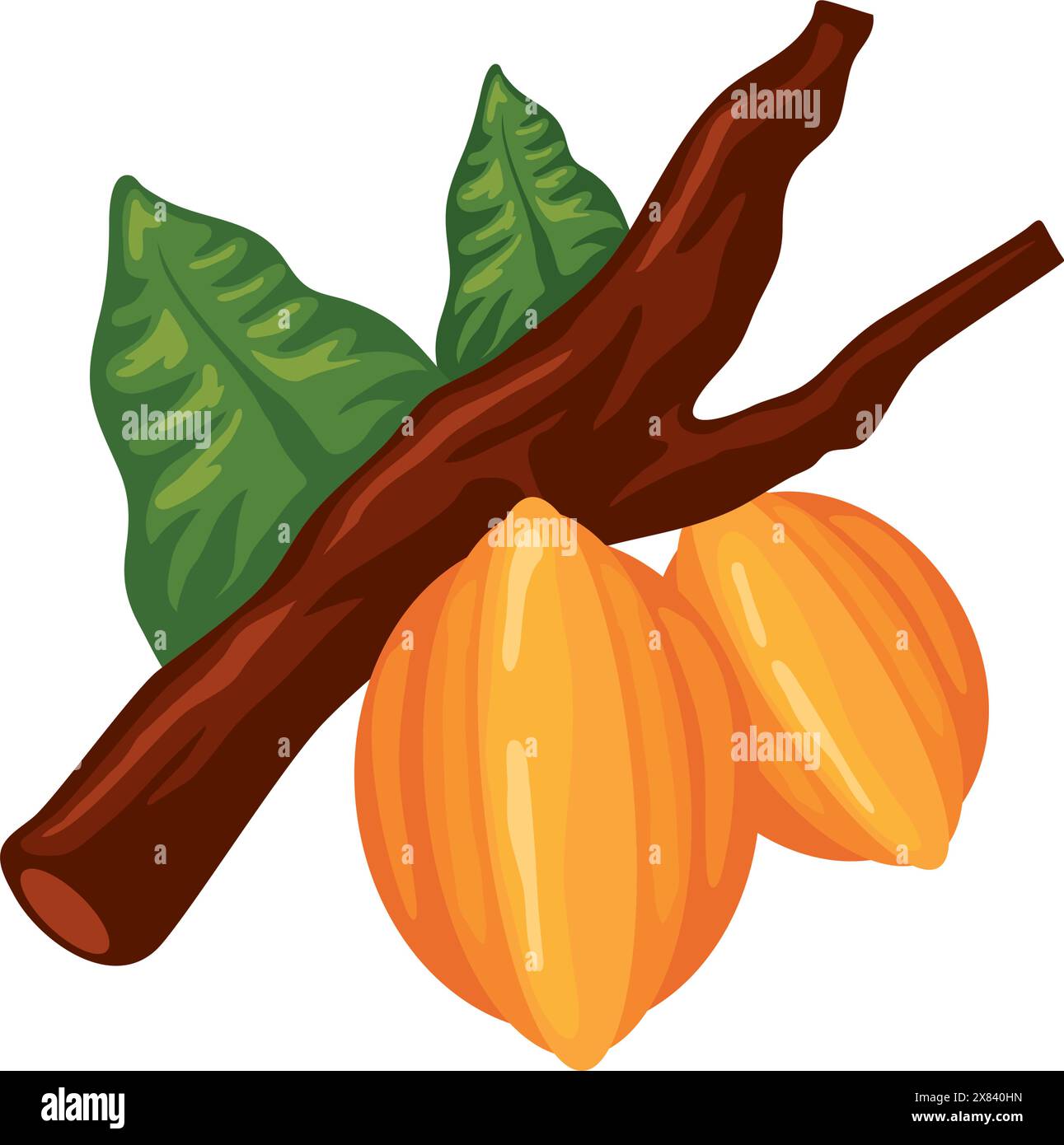 Chocolate cocoa fruit seeds Stock Vector Images - Alamy
