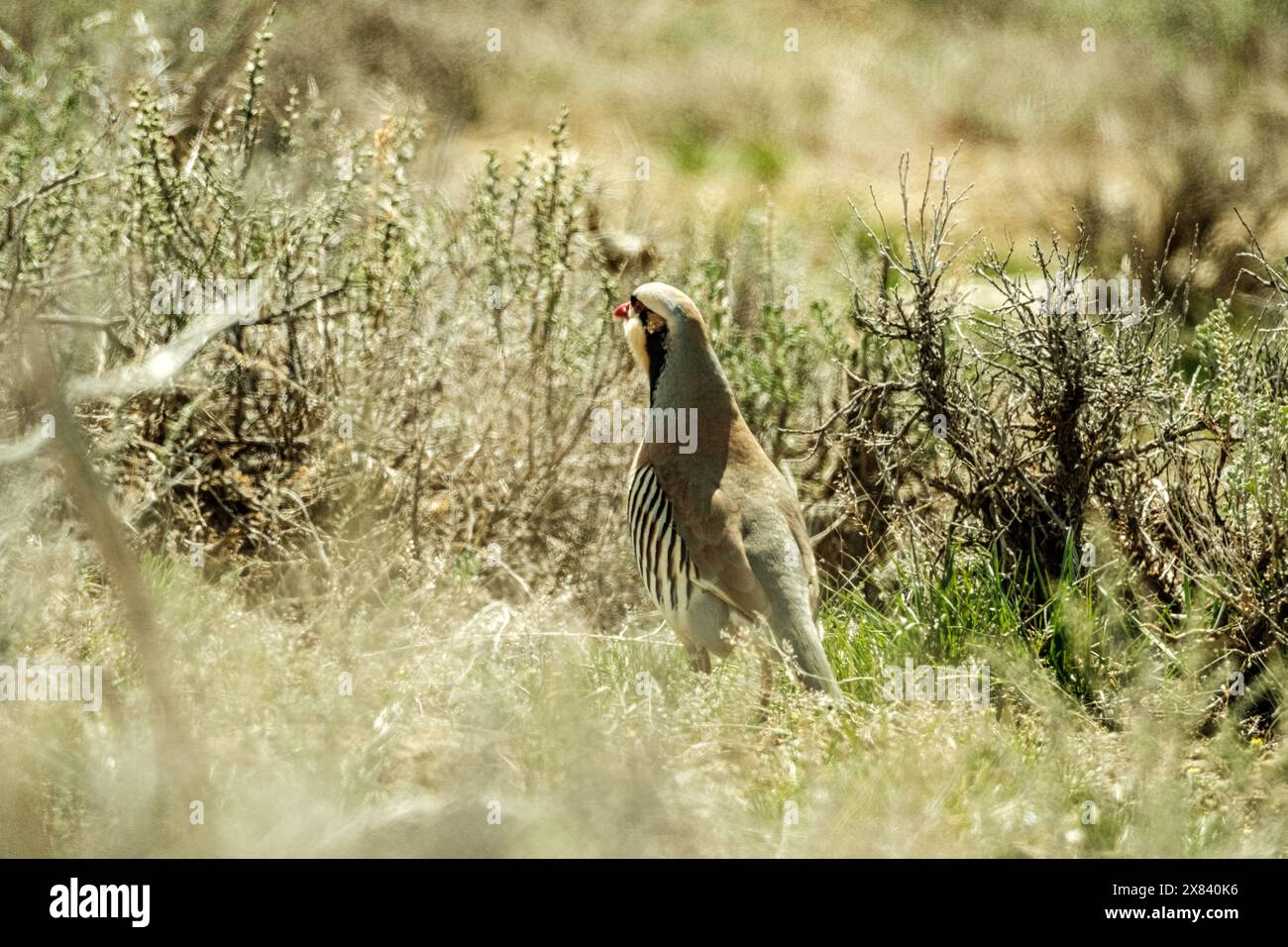 Chukar in their habitat Stock Photo - Alamy