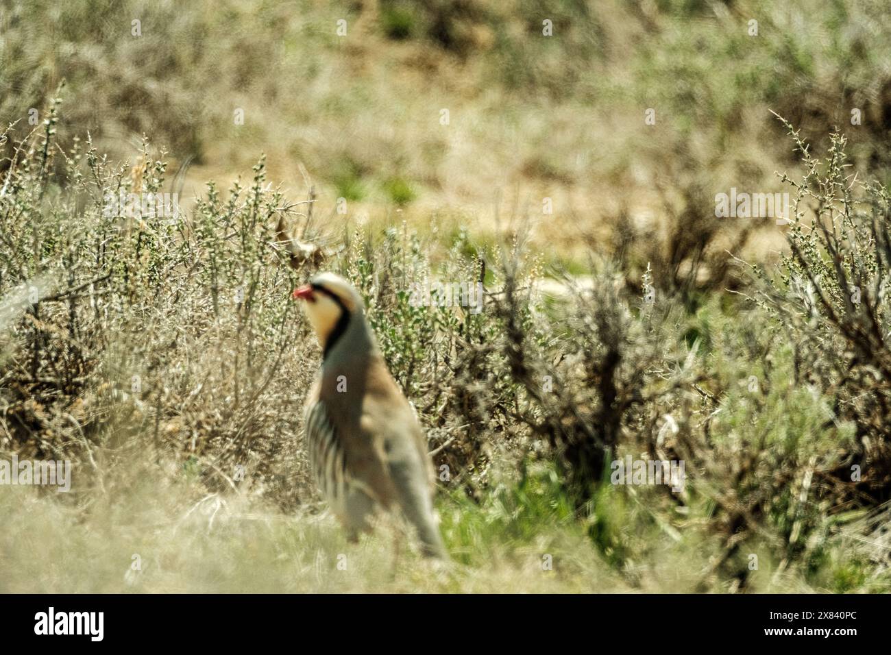 Chukar in their habitat Stock Photo - Alamy
